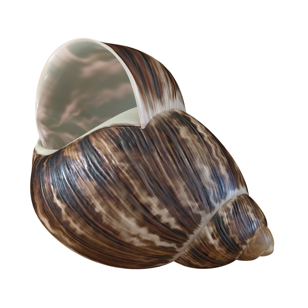 3ds Marginata Shell 2