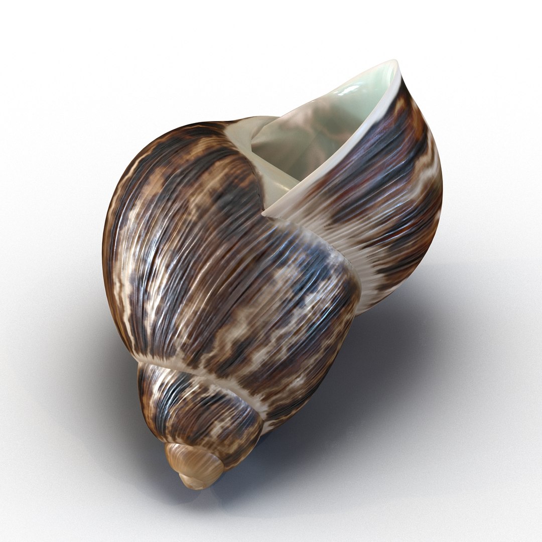 3ds Marginata Shell 2