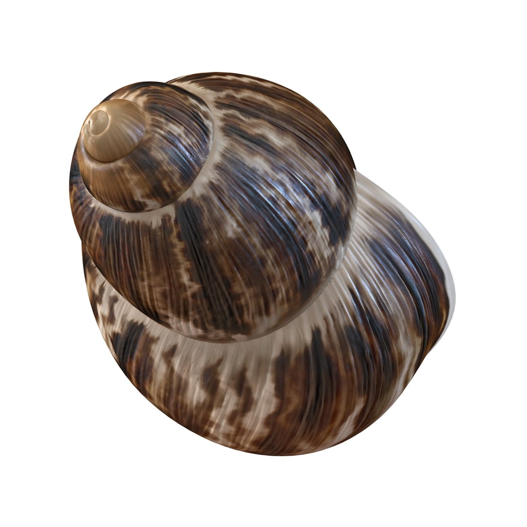 3ds Marginata Shell 2