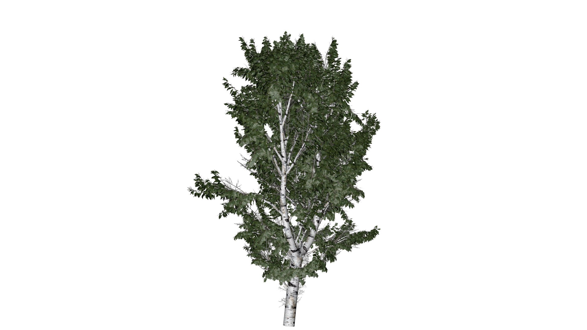 3D Model European White Birch Tree - 04 - - TurboSquid 2375863