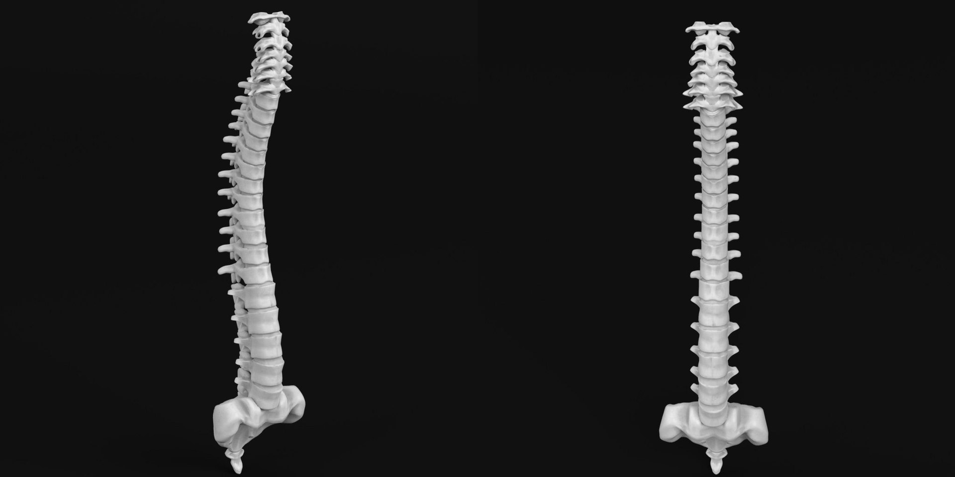 3D Human Spine Model - TurboSquid 1170736