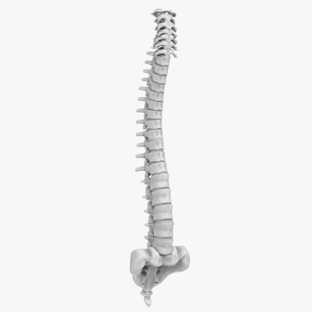 3D Human Spine Model - TurboSquid 1170736