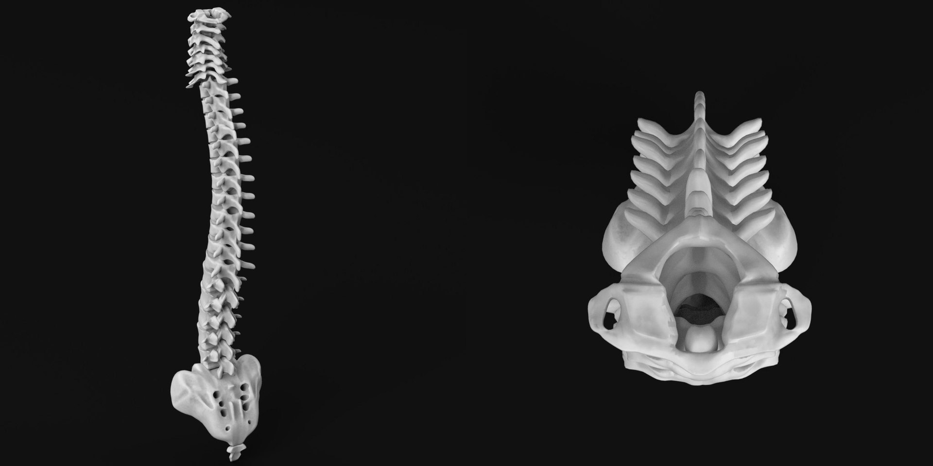 3D Human Spine Model - TurboSquid 1170736
