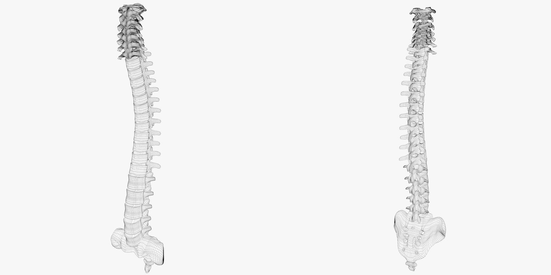 3D Human Spine Model - TurboSquid 1170736