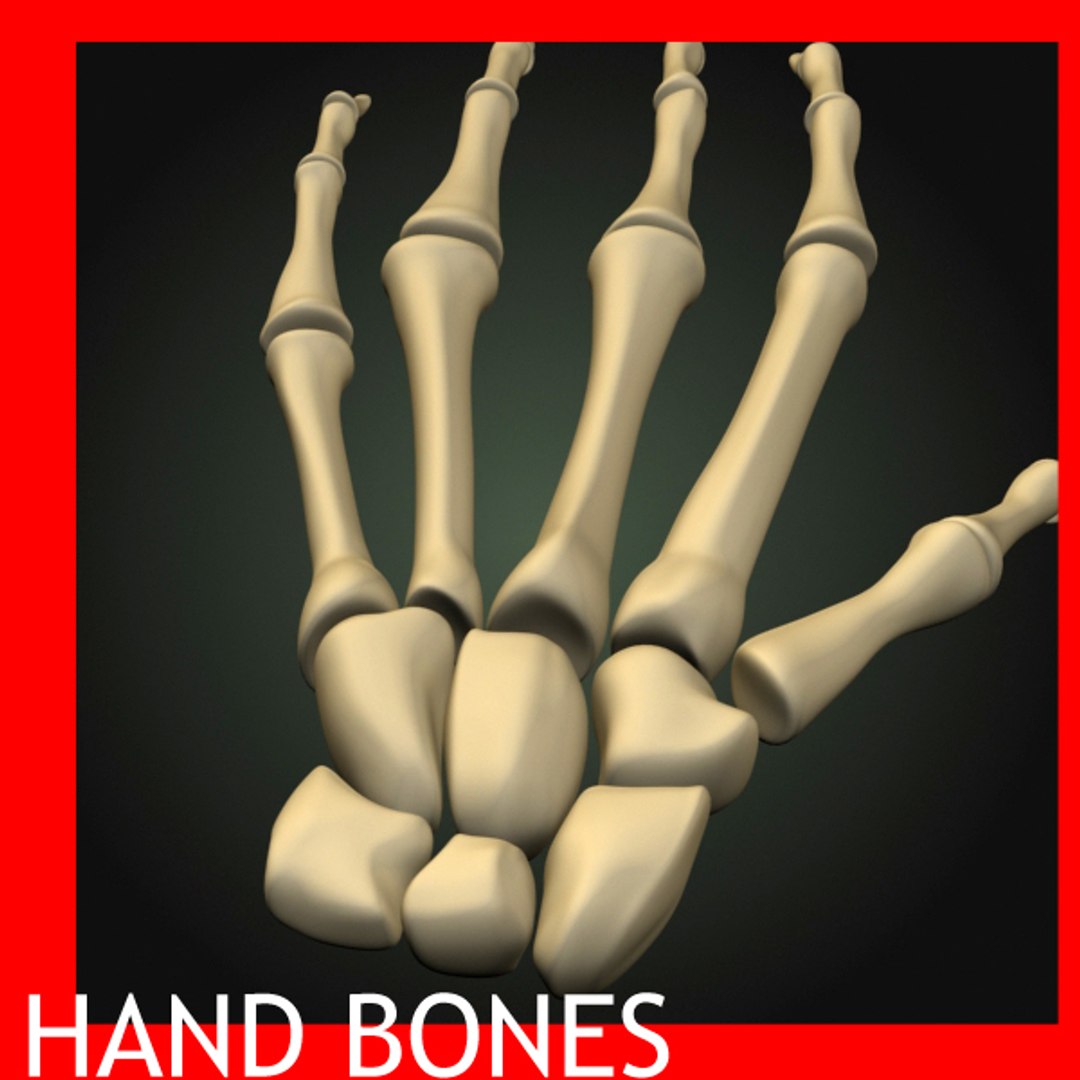 3ds Max Hand Bones