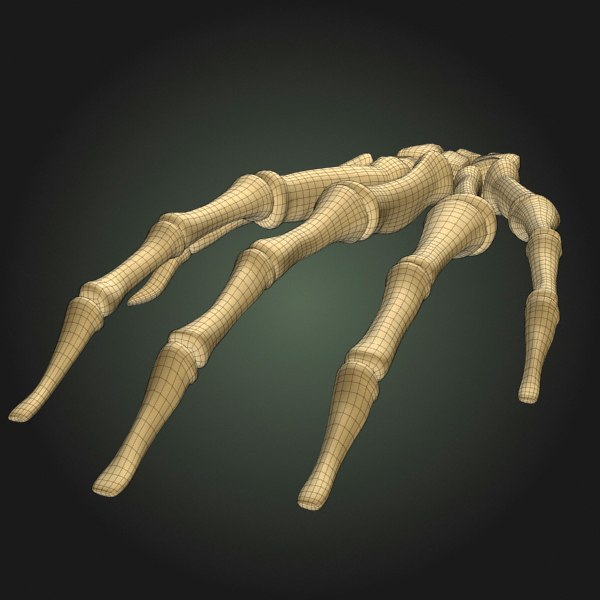 3ds max hand bones