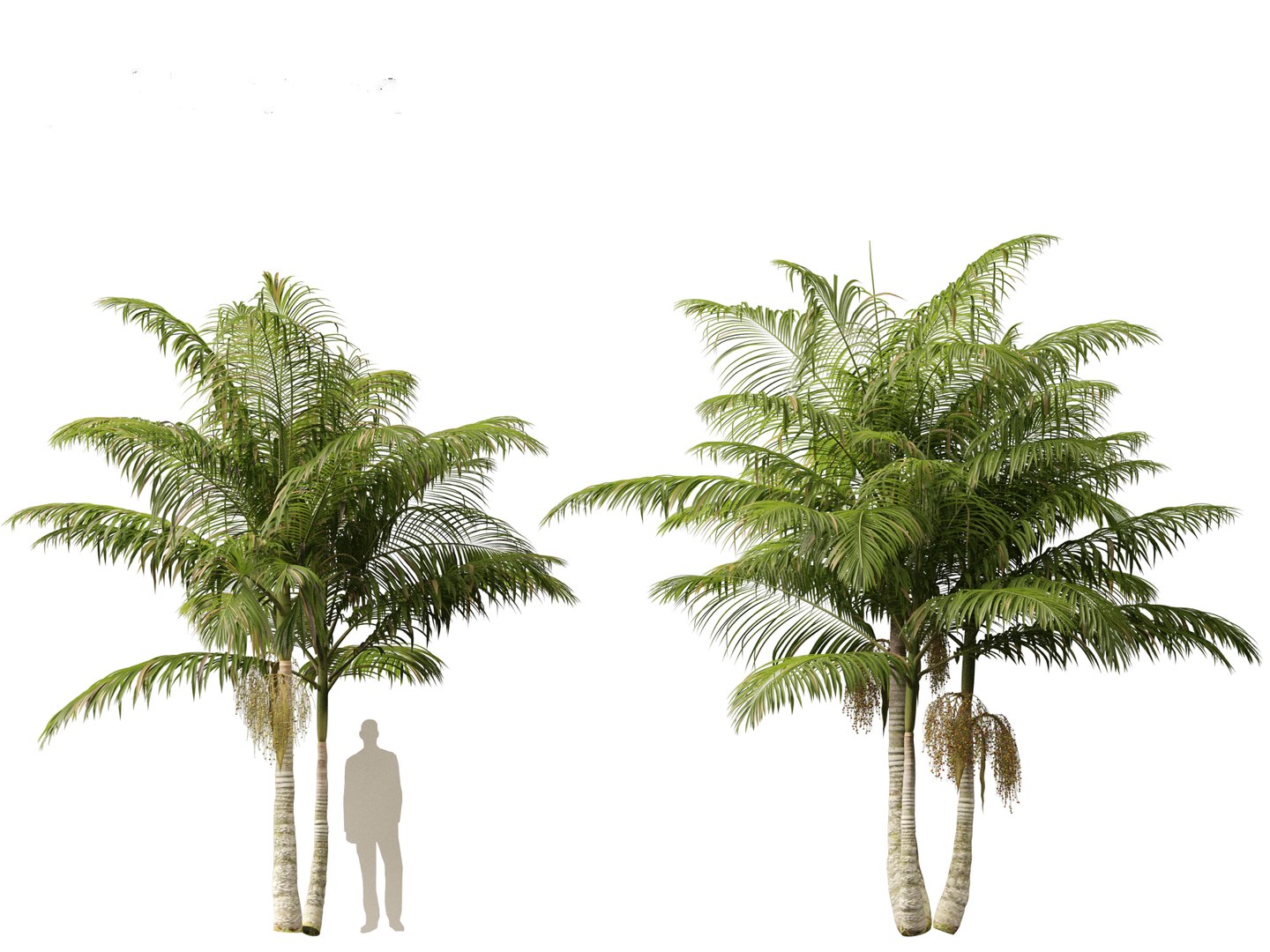 Archontophoenix Alexandrae - Alexandra Palm 01 3D Model - TurboSquid ...