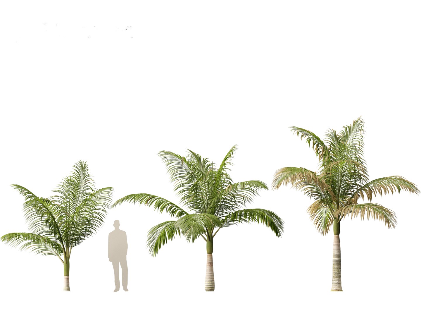 Archontophoenix Alexandrae - Alexandra Palm 01 3D Model - TurboSquid ...