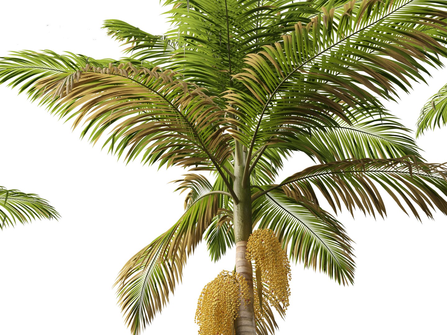 Archontophoenix Alexandrae - Alexandra Palm 01 3D Model - TurboSquid ...