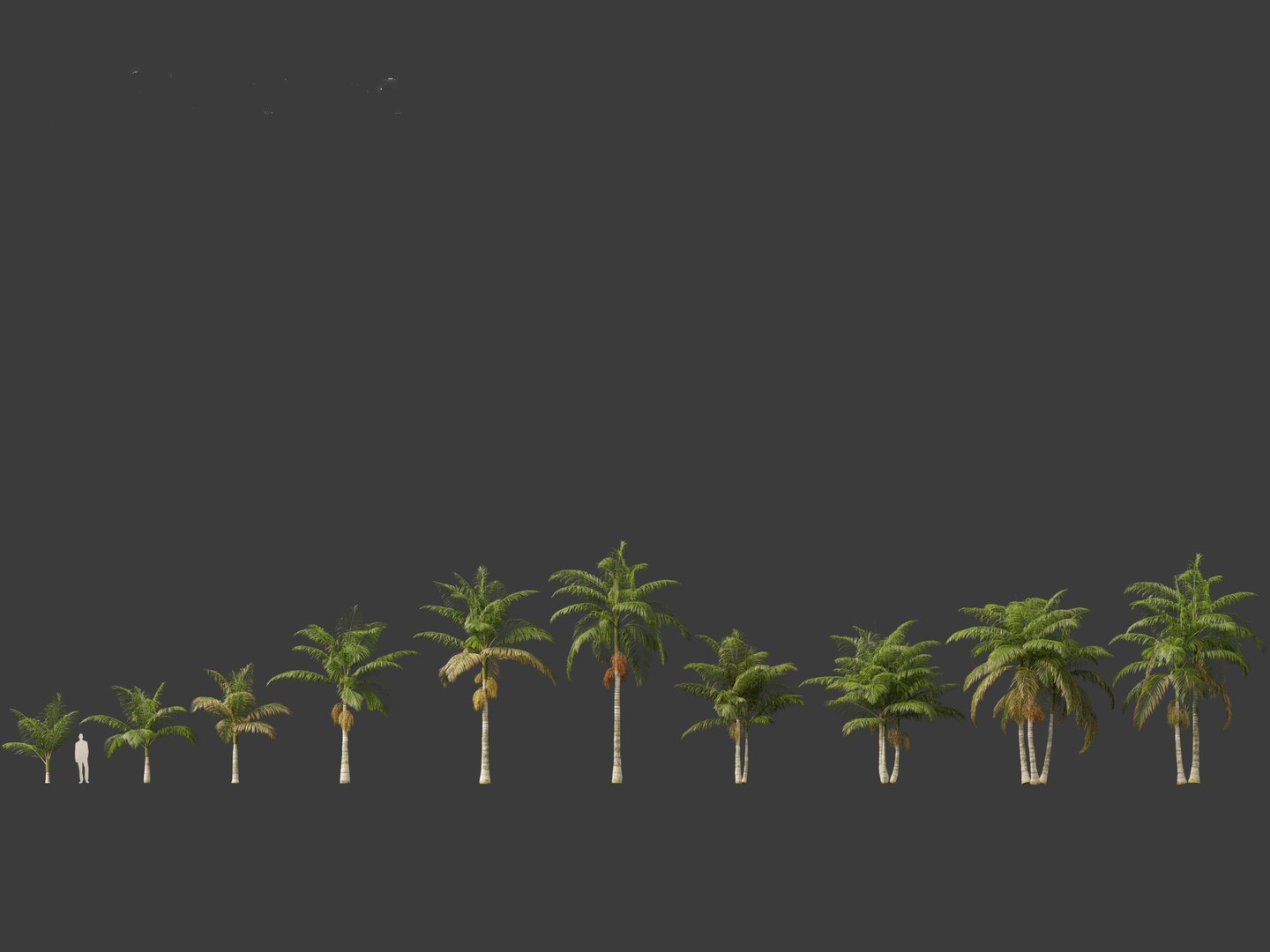 Archontophoenix Alexandrae - Alexandra Palm 01 3D Model - TurboSquid ...