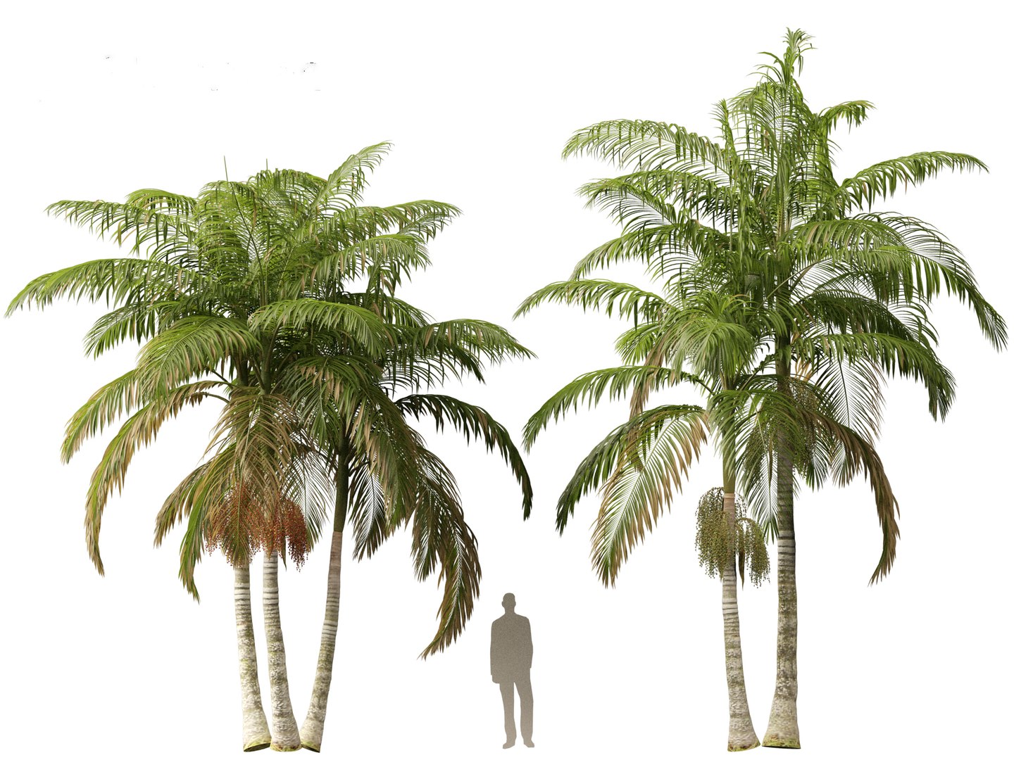 Archontophoenix Alexandrae - Alexandra Palm 01 3D Model - TurboSquid ...