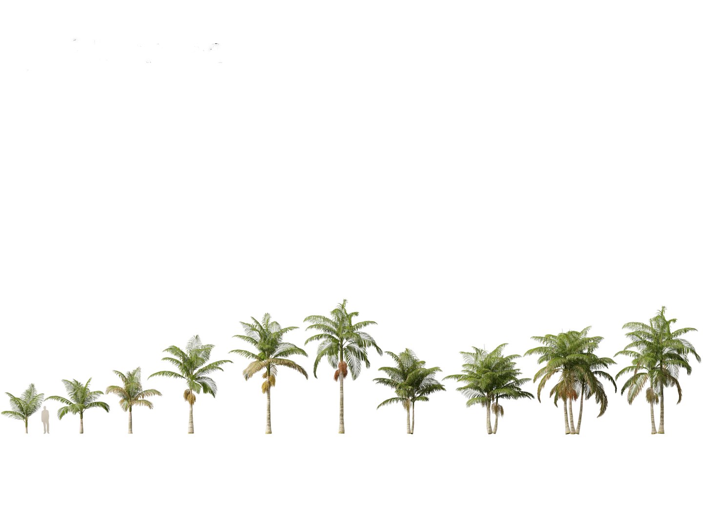 Archontophoenix Alexandrae - Alexandra Palm 01 3D Model - TurboSquid ...