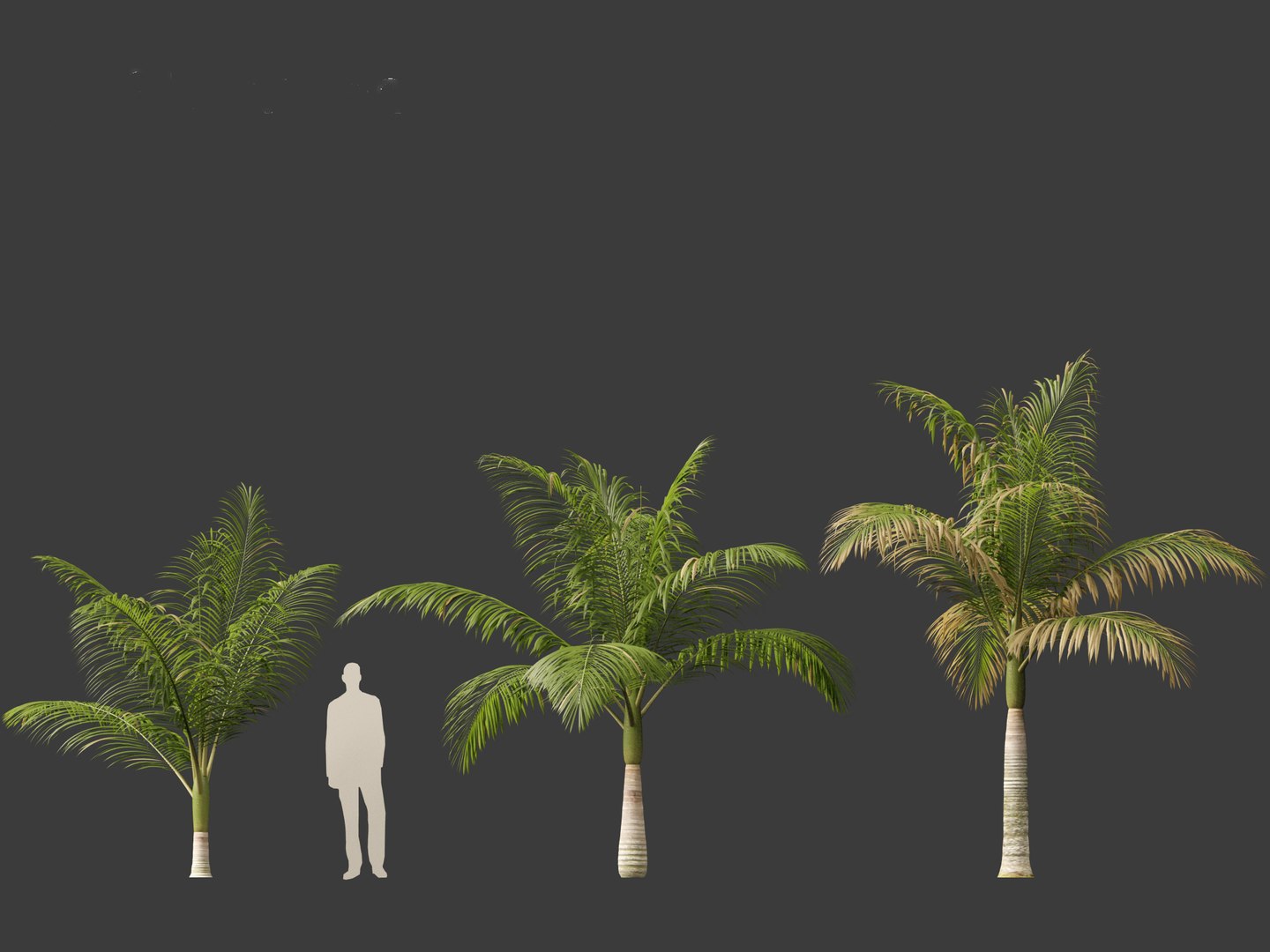 Archontophoenix Alexandrae - Alexandra Palm 01 3D Model - TurboSquid ...