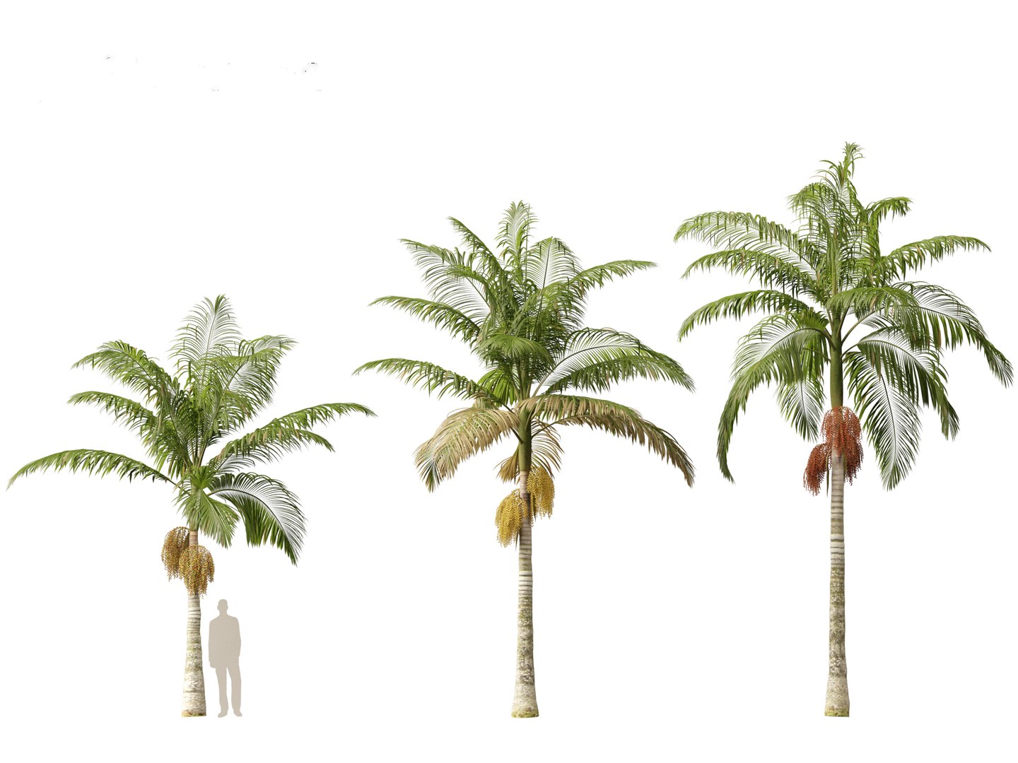 Archontophoenix Alexandrae - Alexandra Palm 01 3D Model - TurboSquid ...