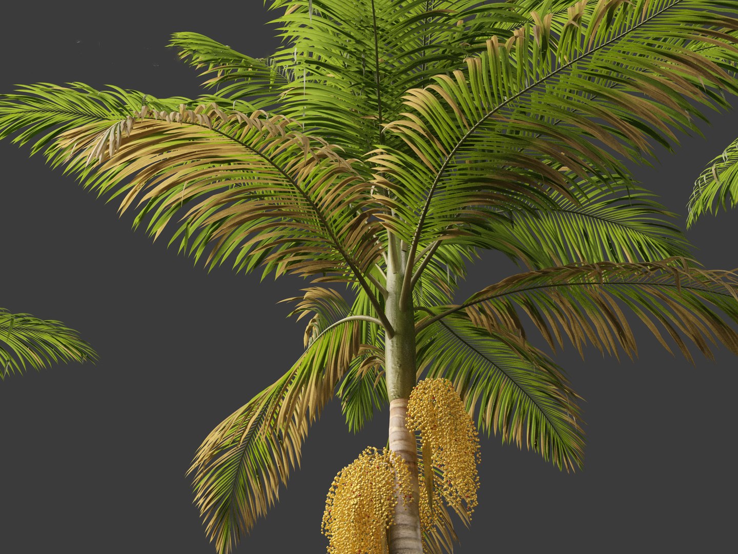 Archontophoenix Alexandrae - Alexandra Palm 01 3D Model - TurboSquid ...