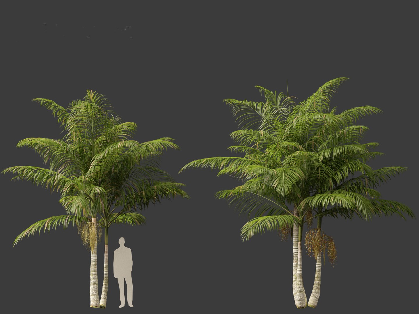Archontophoenix Alexandrae - Alexandra Palm 01 3D Model - TurboSquid ...