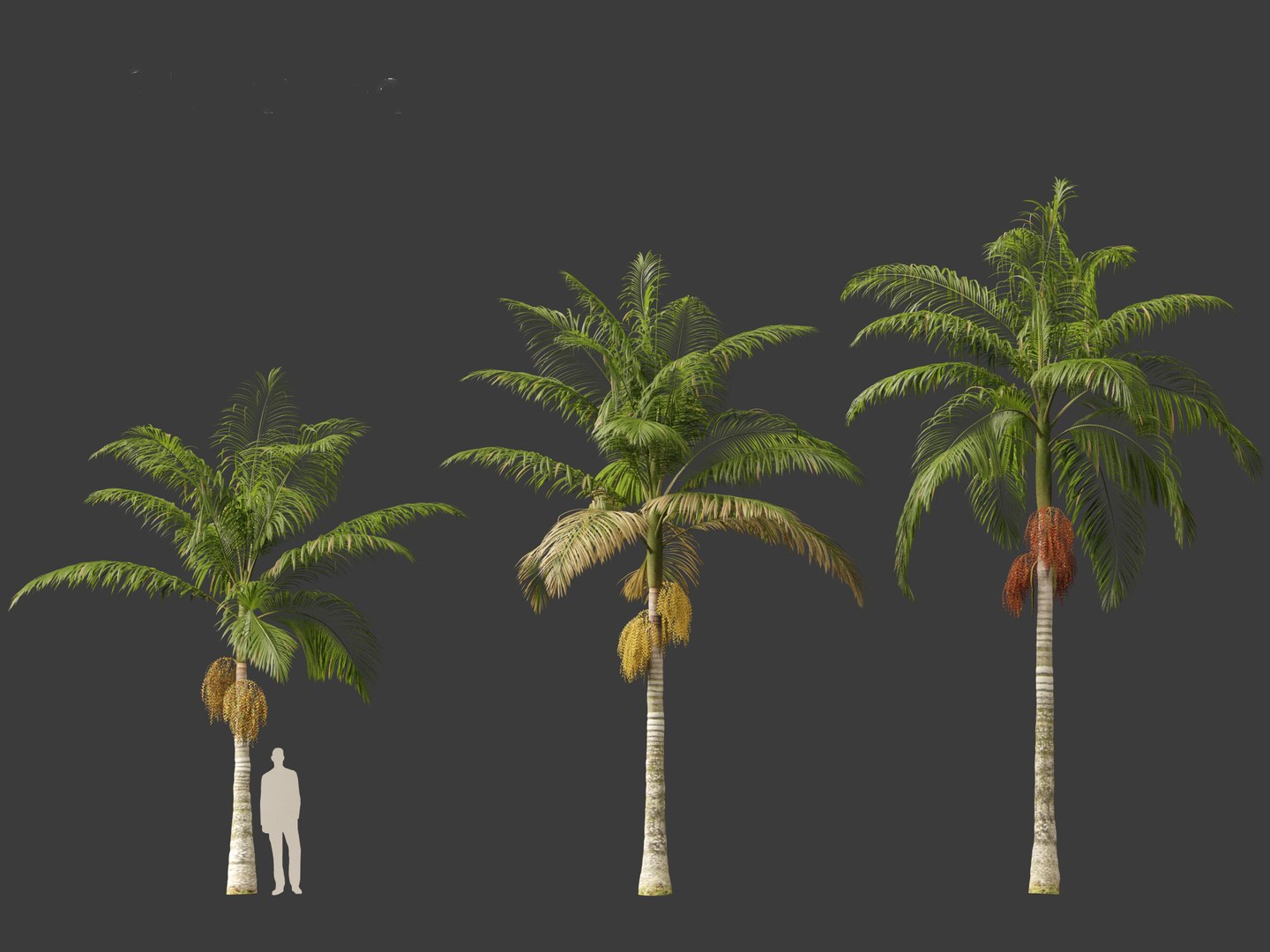 Archontophoenix Alexandrae - Alexandra Palm 01 3D Model - TurboSquid ...