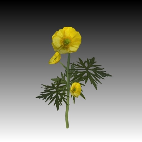 daisy plant flower 3d model