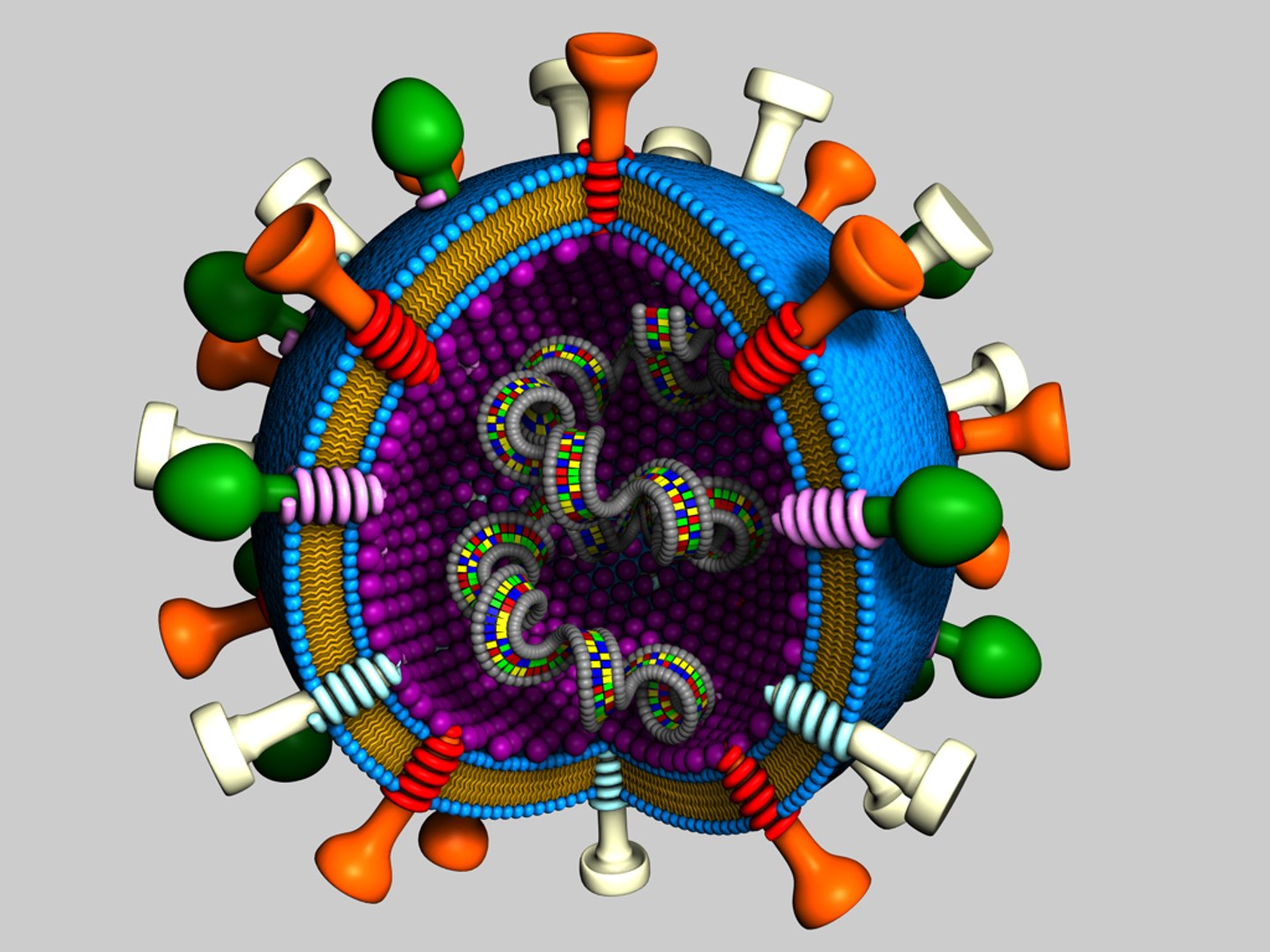 microbiological bacteria cell 3d model