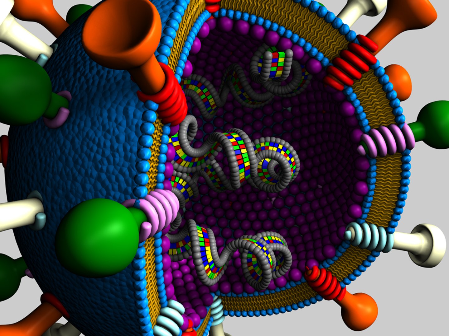 microbiological bacteria cell 3d model