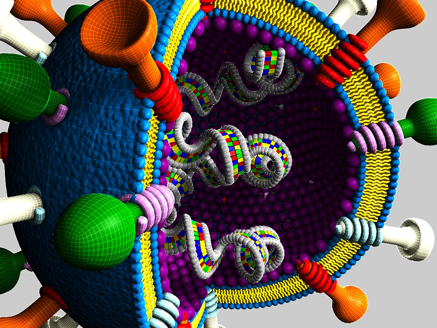 microbiological bacteria cell 3d model