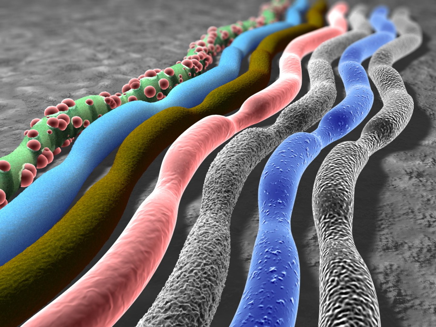 microbiological bacteria cell 3d model