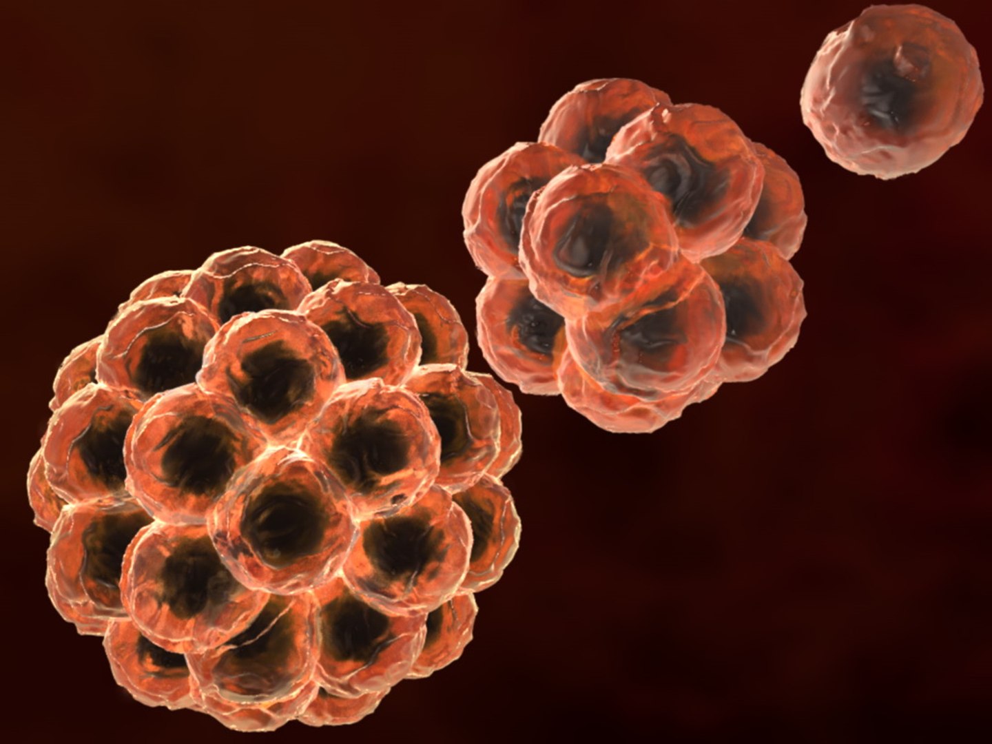 microbiological bacteria cell 3d model