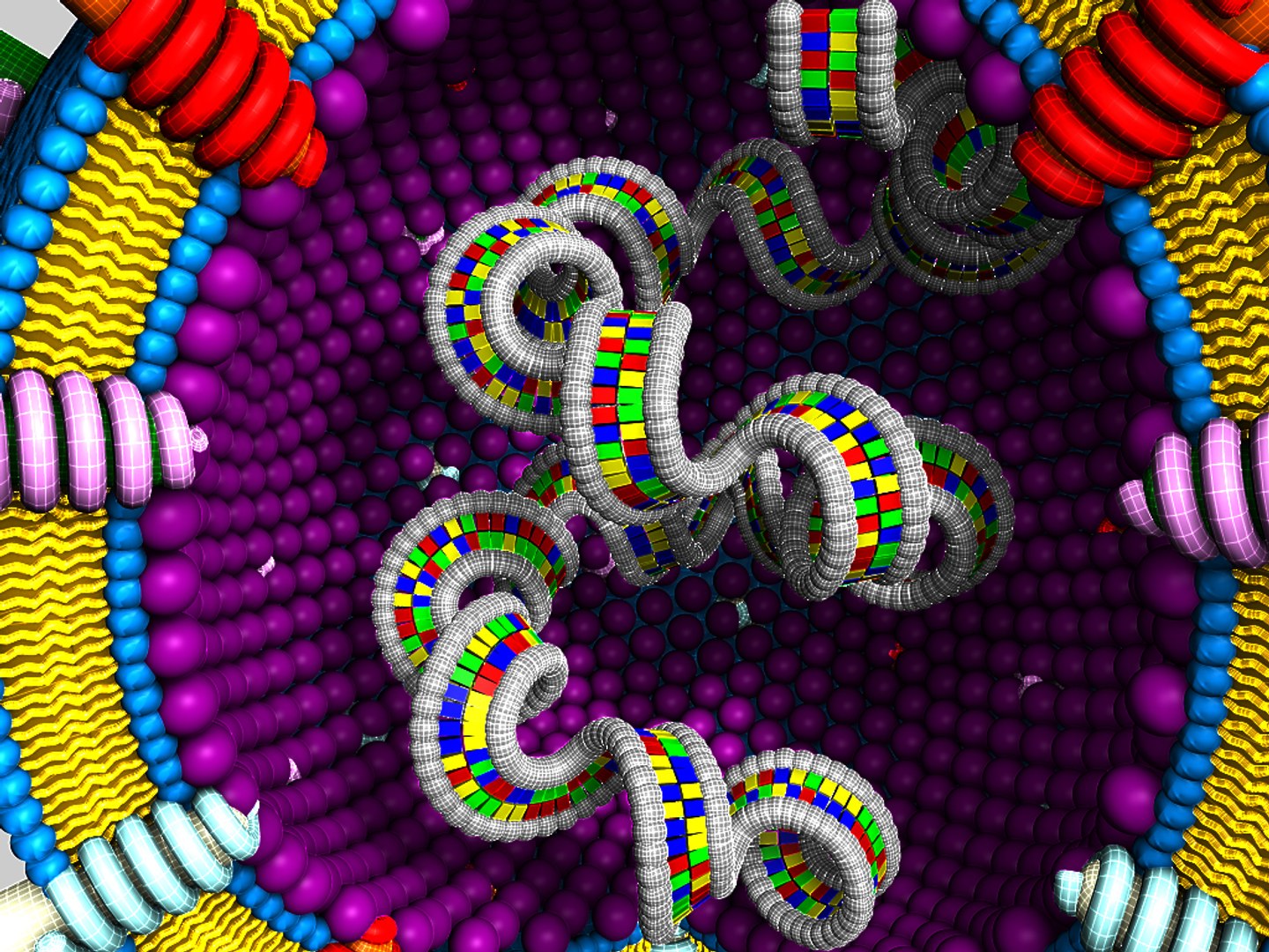 microbiological bacteria cell 3d model