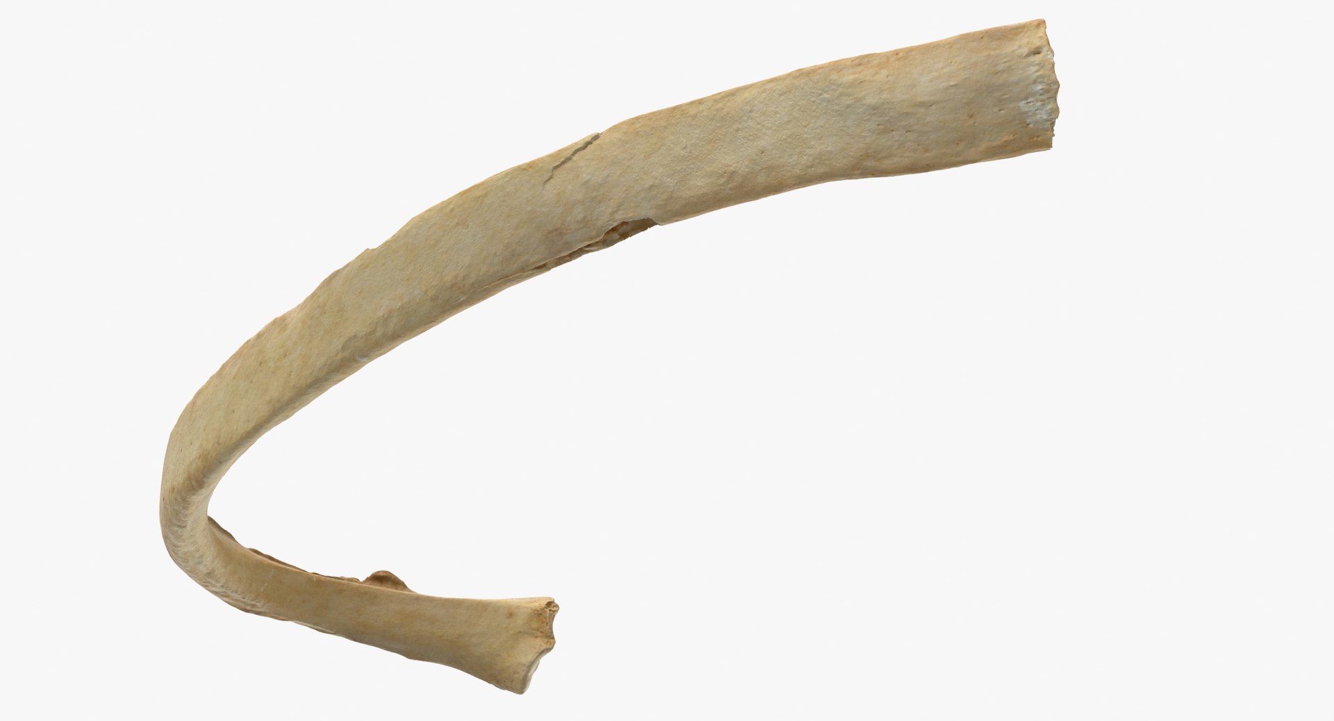 3D Costae Spurie Rib 01 - TurboSquid 1563098