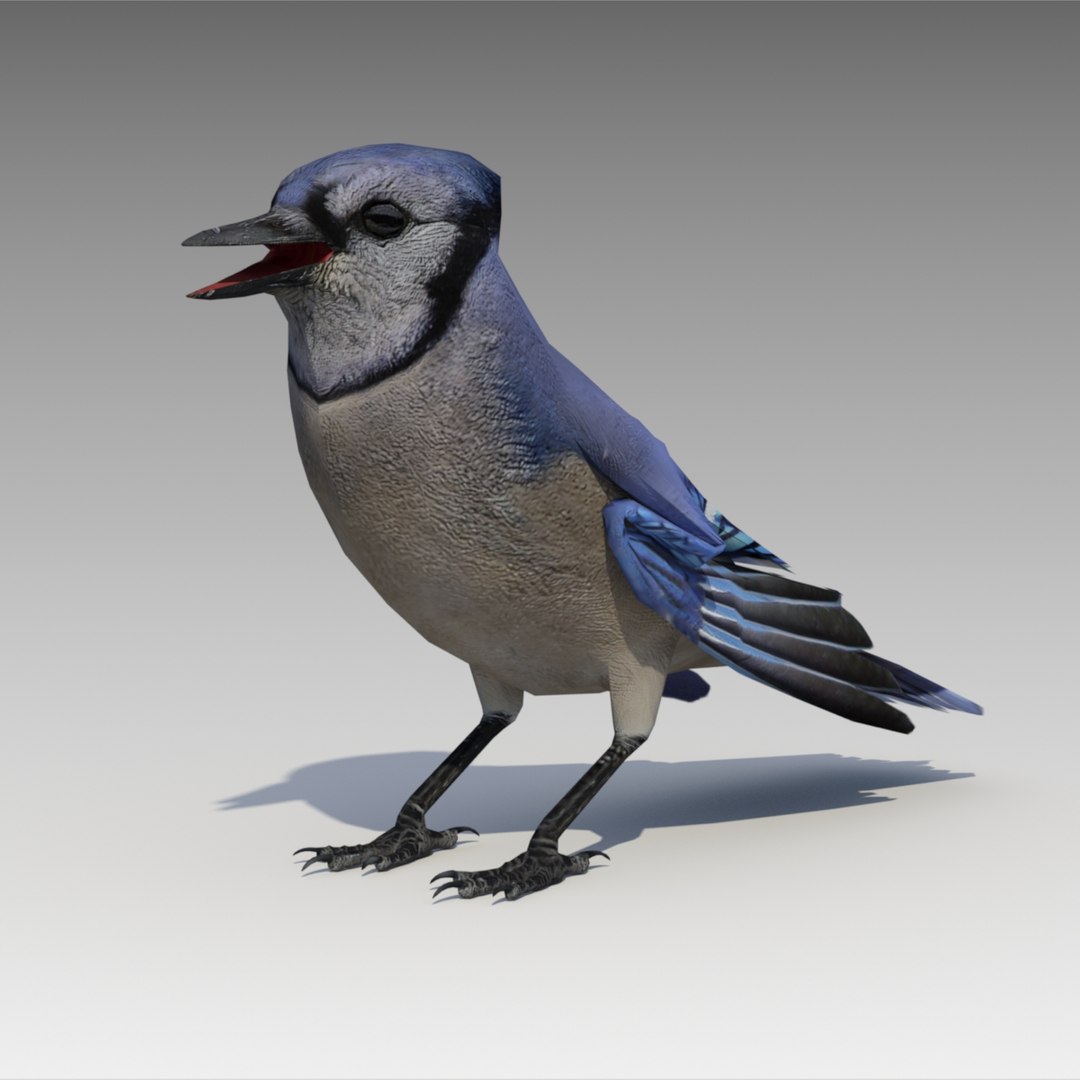 3D Blue Jay Animations | 1142750 | TurboSquid