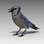 3D Blue Jay Animations | 1142750 | TurboSquid
