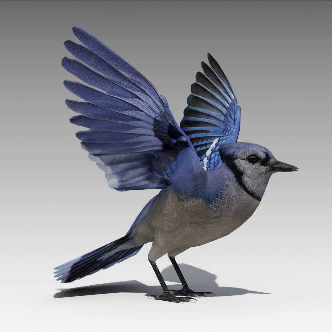 3D Blue Jay Animations | 1142750 | TurboSquid