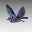 3D Blue Jay Animations | 1142750 | TurboSquid