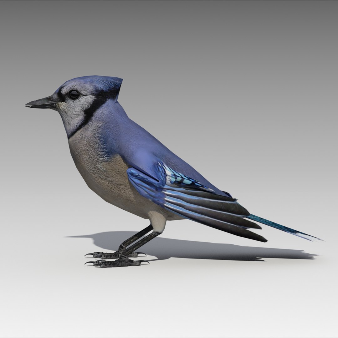 3D Blue Jay Animations | 1142750 | TurboSquid