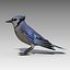 3D Blue Jay Animations | 1142750 | TurboSquid