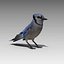 3D Blue Jay Animations | 1142750 | TurboSquid