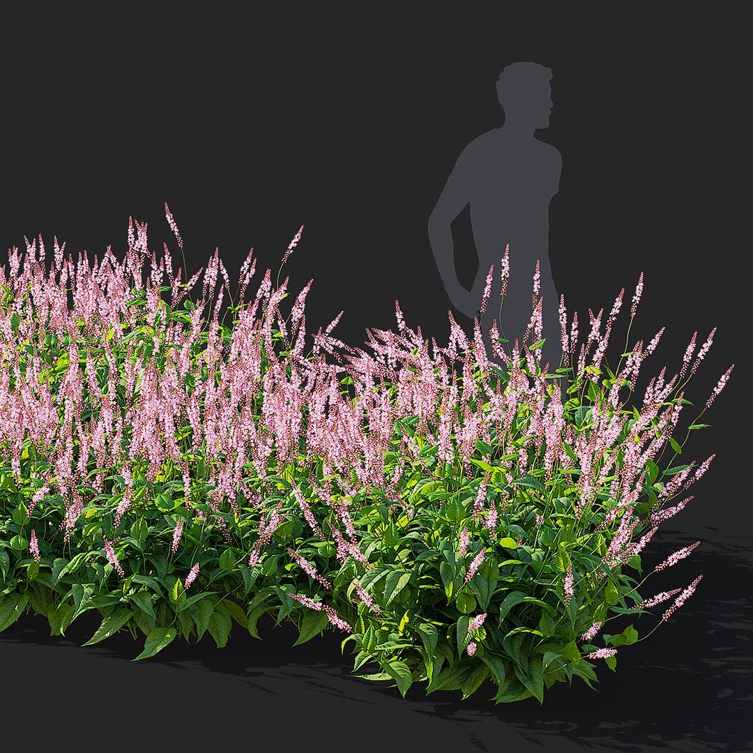 3D Model Persicaria Amplexicaule Rosea - TurboSquid 2149454