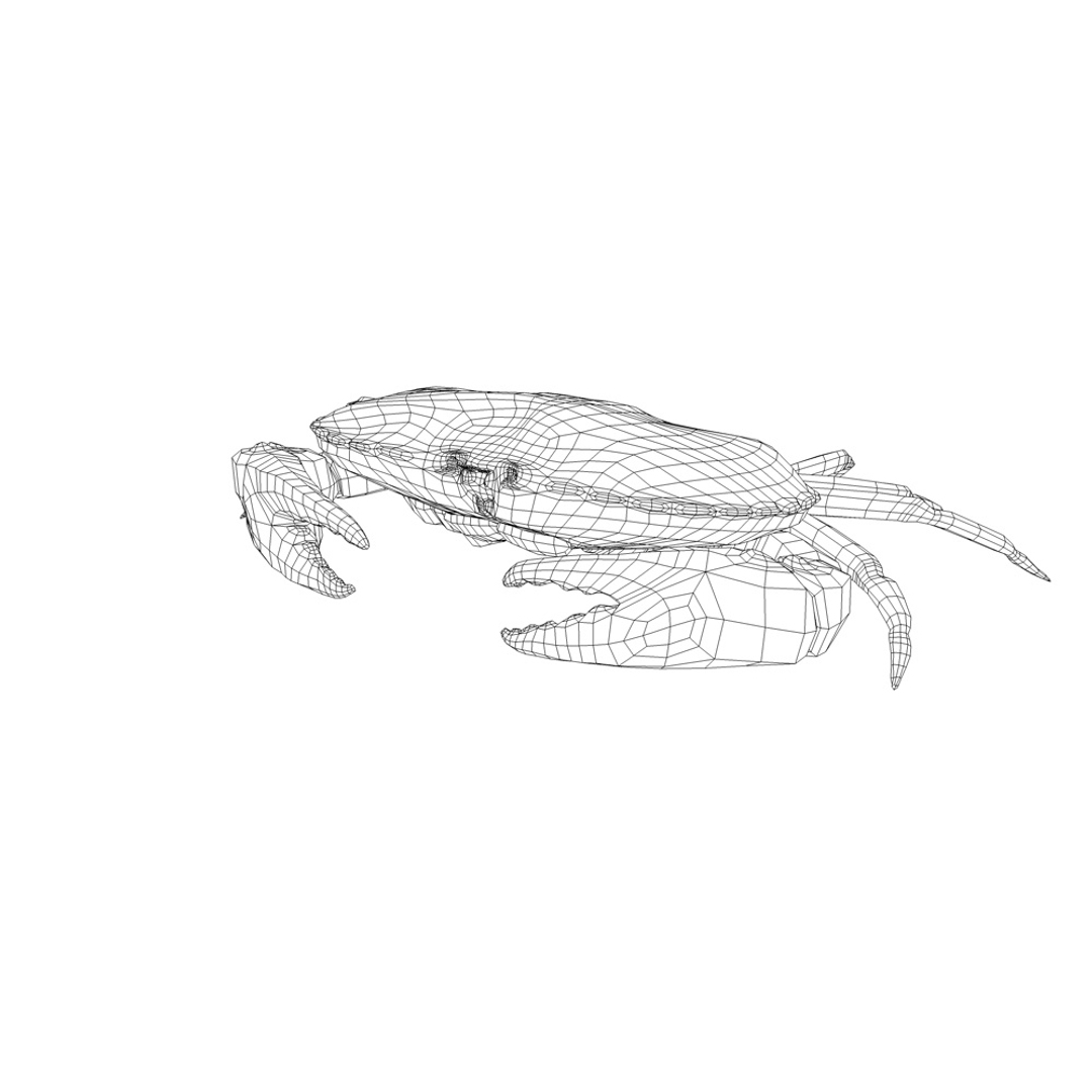 Realistic Edible Crab 3d Model