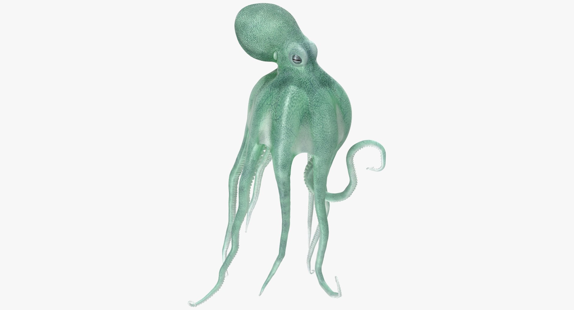 3D Blue Octopus Swiming Pose Model - TurboSquid 1151675