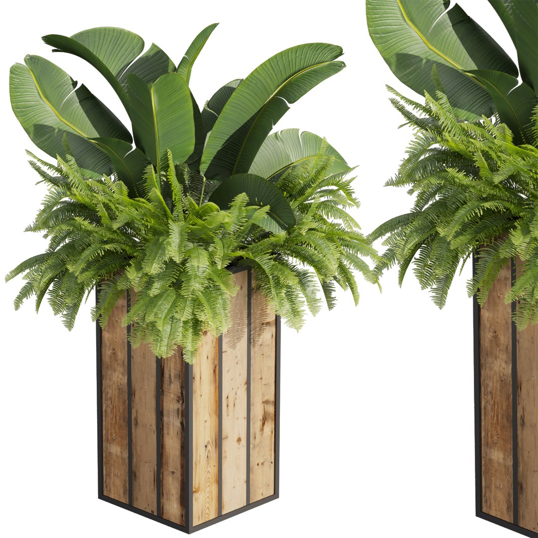 Collection plant vol 514 - box - banana - office 3D model - TurboSquid 2110490