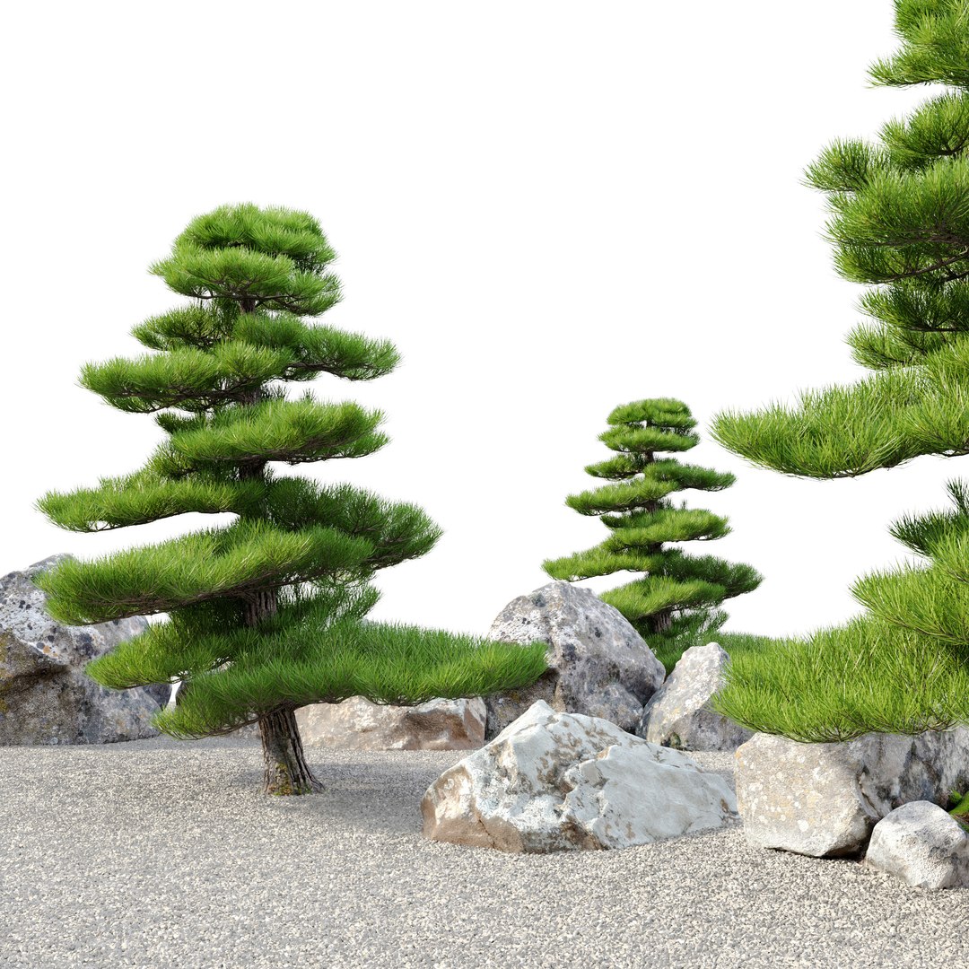 3D Chinese Red Pine - TurboSquid 1930795