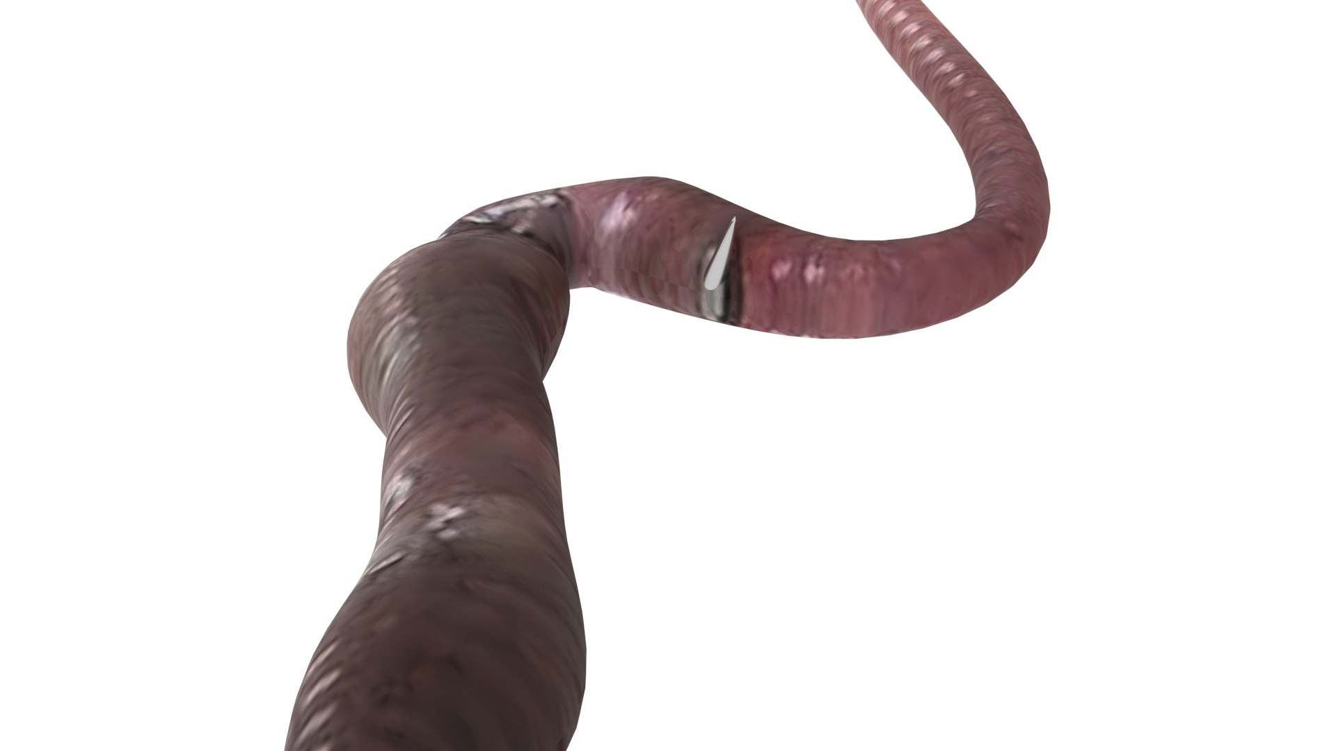 3D Hookworm - TurboSquid 2269468