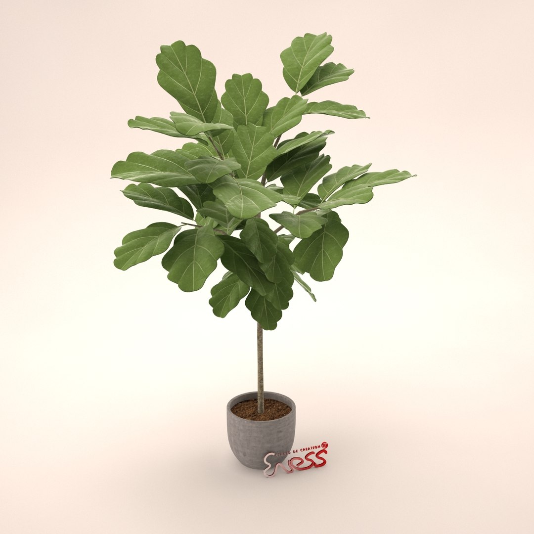 3d potted tree oak