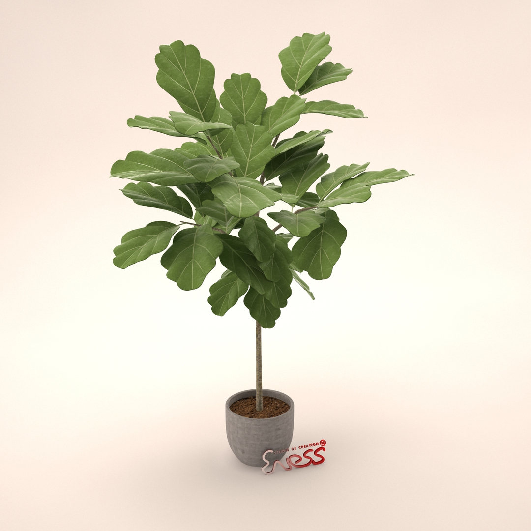 3d potted tree oak