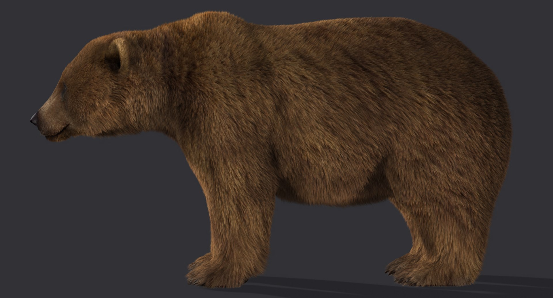 3d bear rigged 2 fur