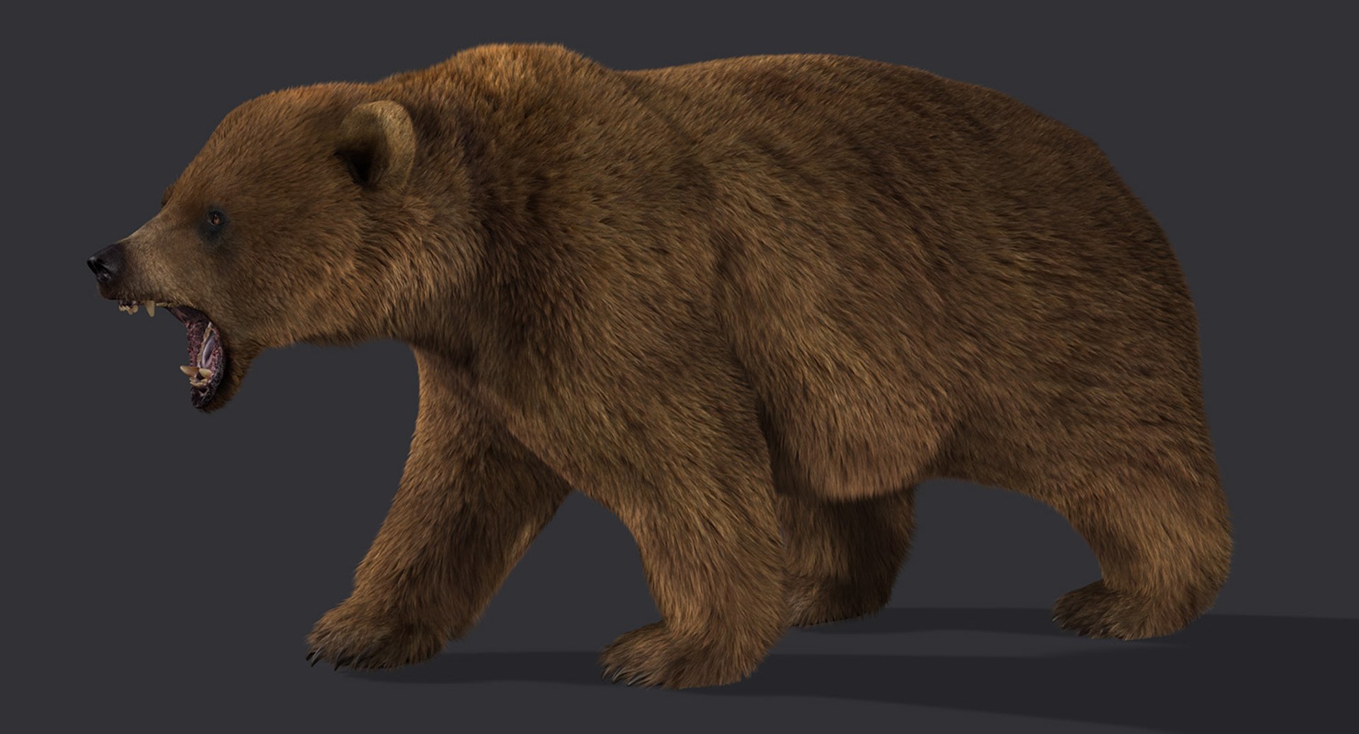 3d bear rigged 2 fur