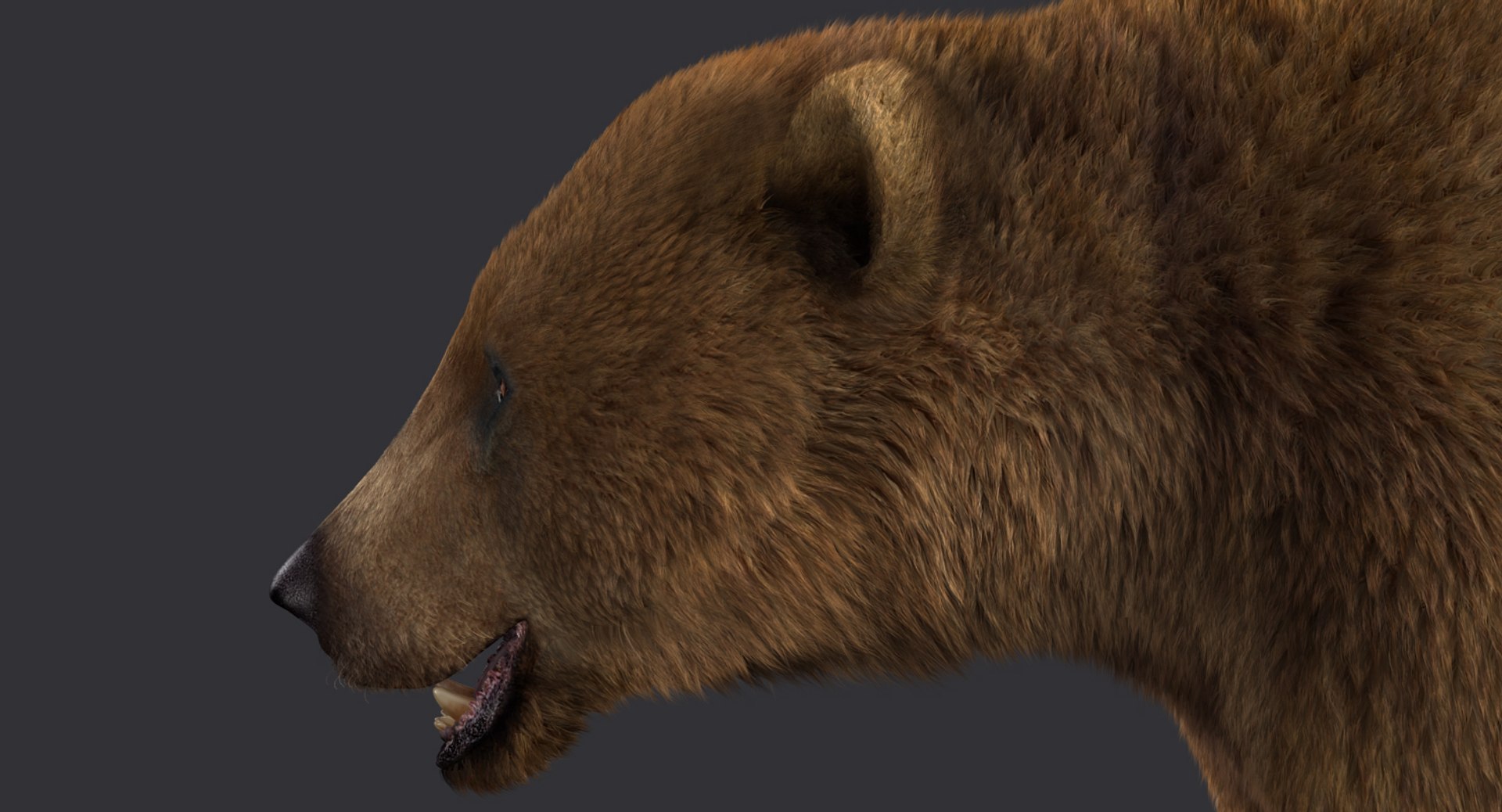 3d bear rigged 2 fur