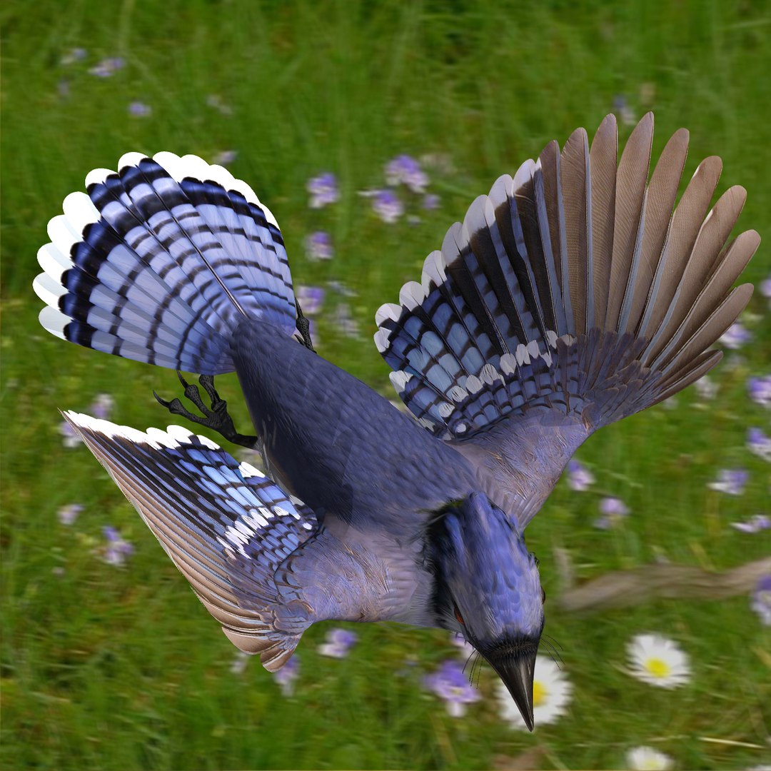 max blue jay 1