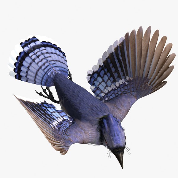 Blue Jay 3D Models for Download | TurboSquid