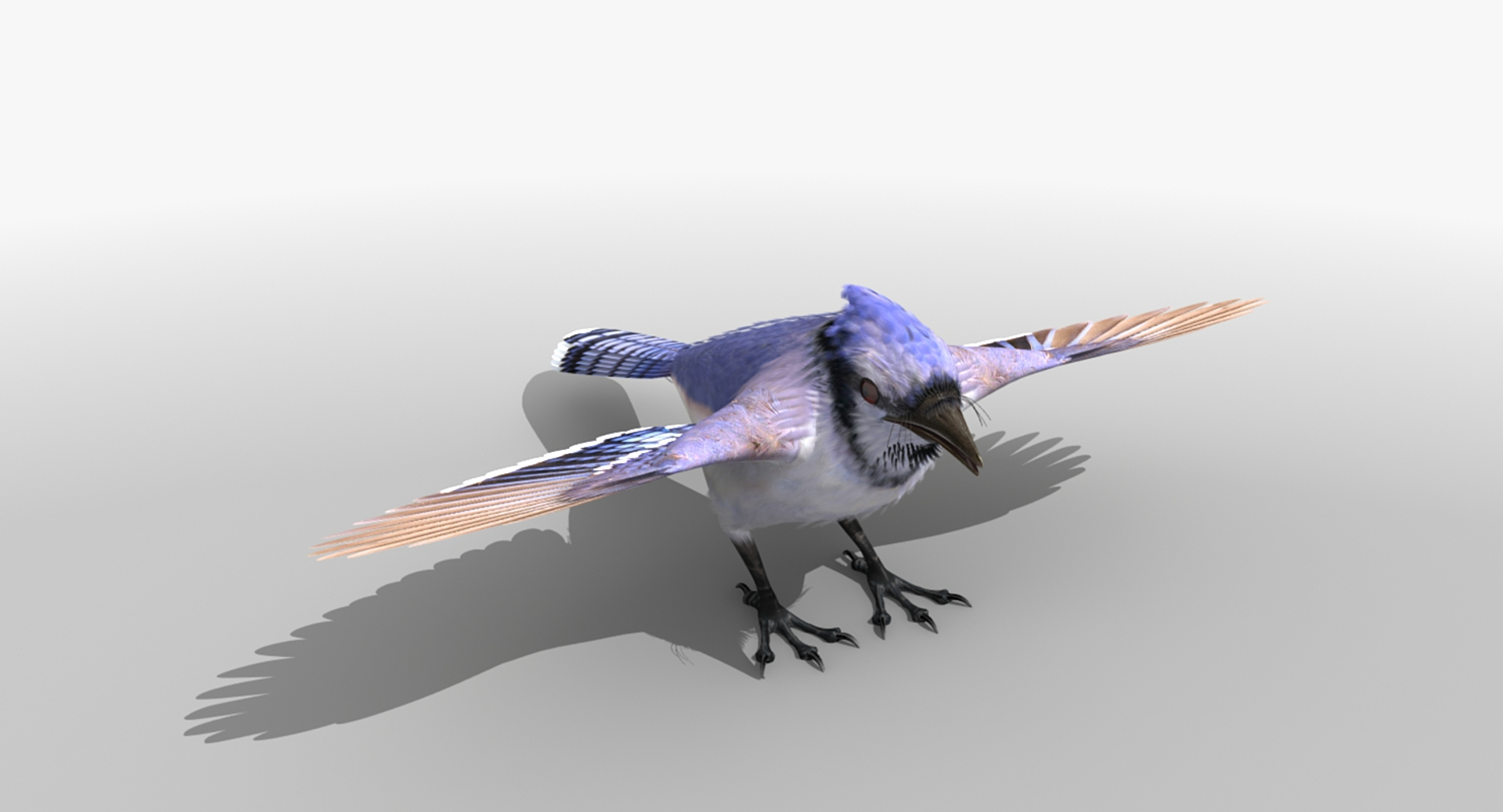 max blue jay 1